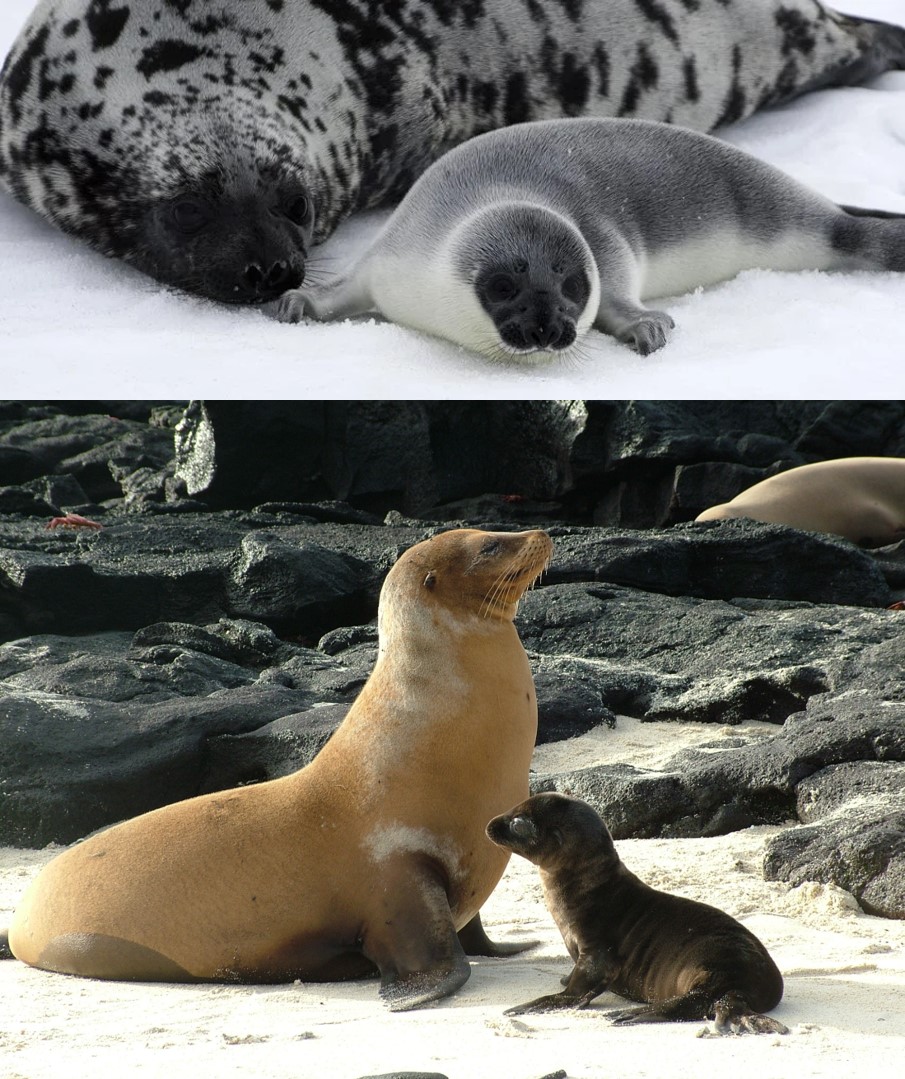 The evolutionary genomics of life-history adaptations in pinnipeds ...